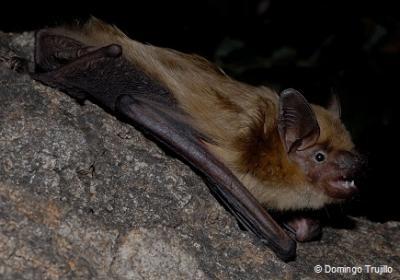 Eptesicus serotinus | UNEP/Eurobats